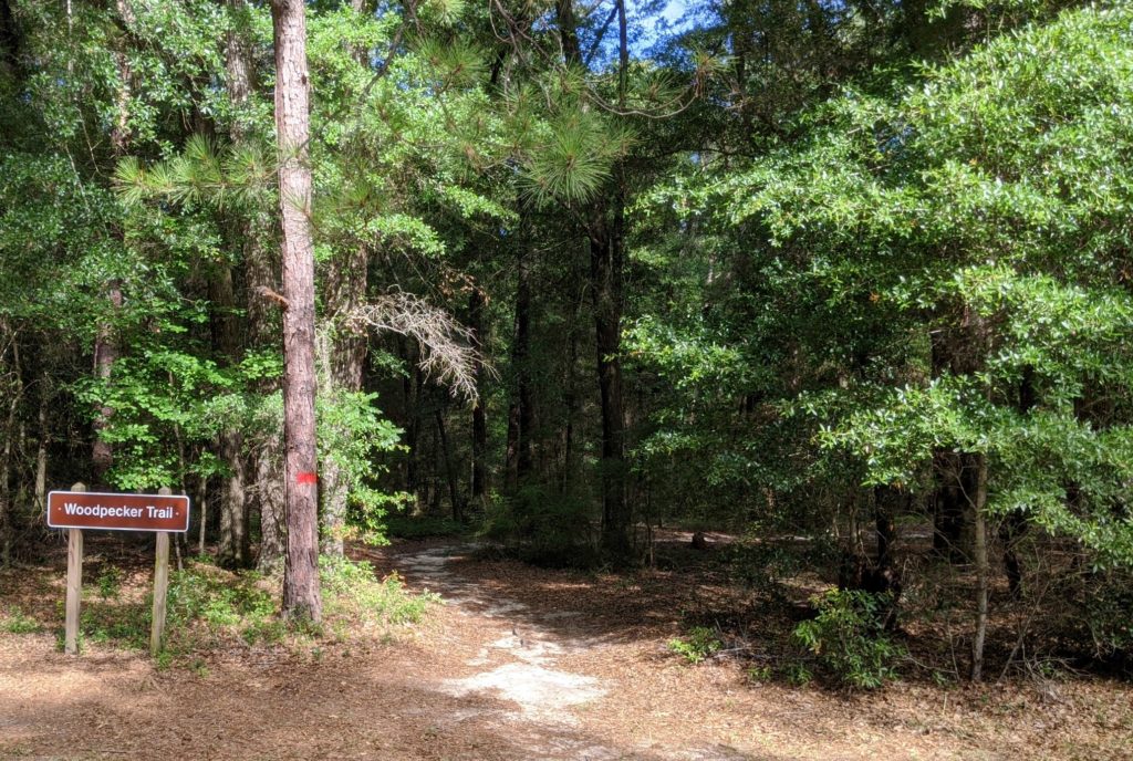 2020 Georgia - part 11: Magnolia Springs State Park, a hike, and life ...