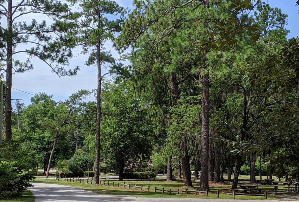 2020 Georgia - part 11: Magnolia Springs State Park, a hike, and life ...